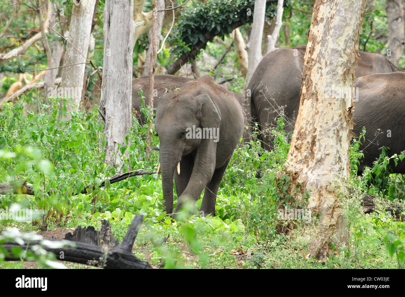 Indian elephant and baby hi-res stock photography and images - Alamy