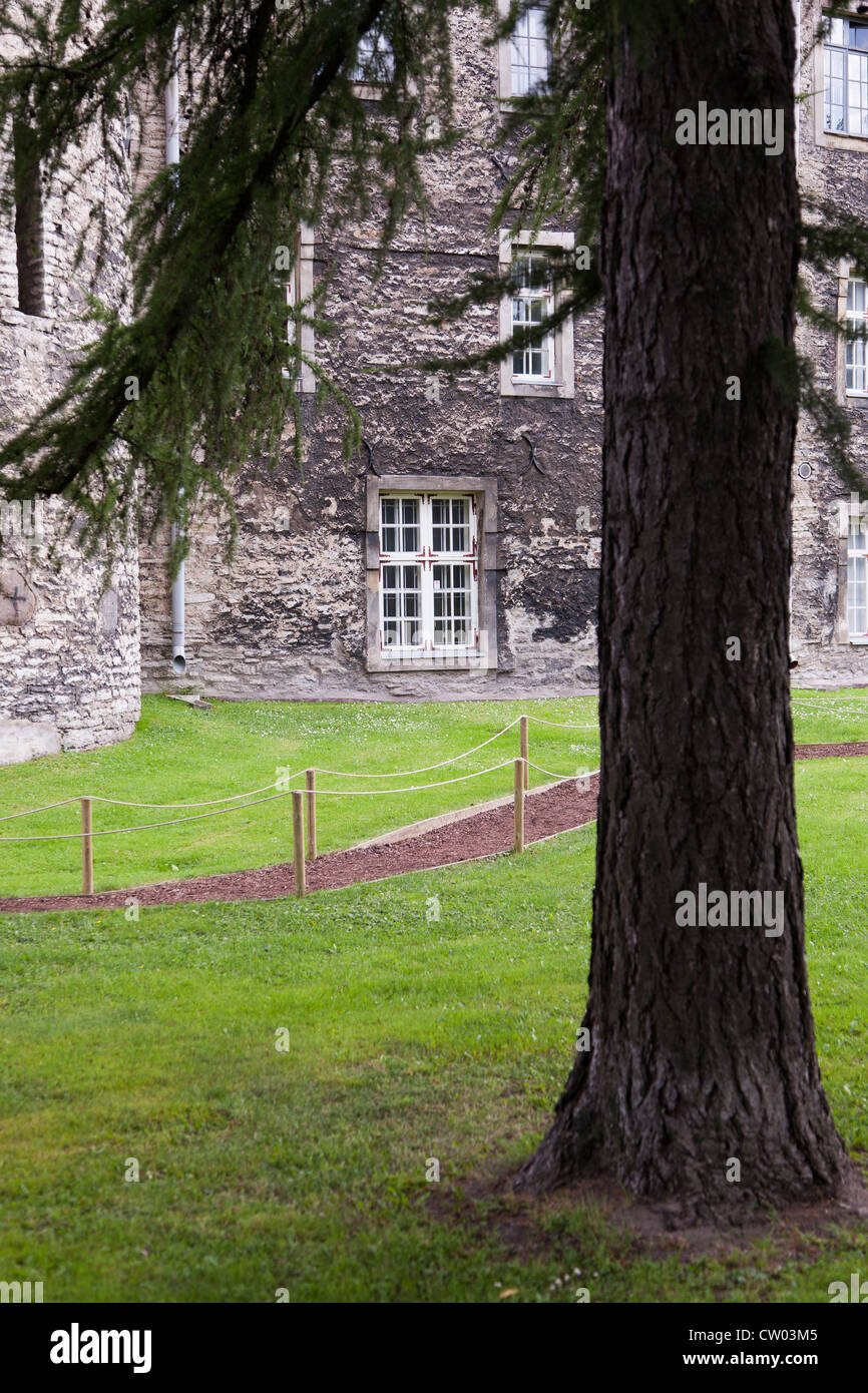 Tree old tallinn hi-res stock photography and images - Alamy