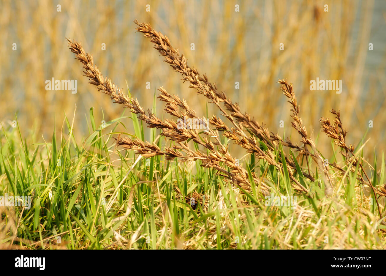 Nature background dry grass hi-res stock photography and images - Alamy