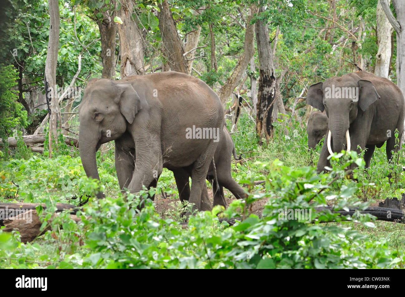 Indian Elephants (Elephas maximus indicus Stock Photo - Alamy