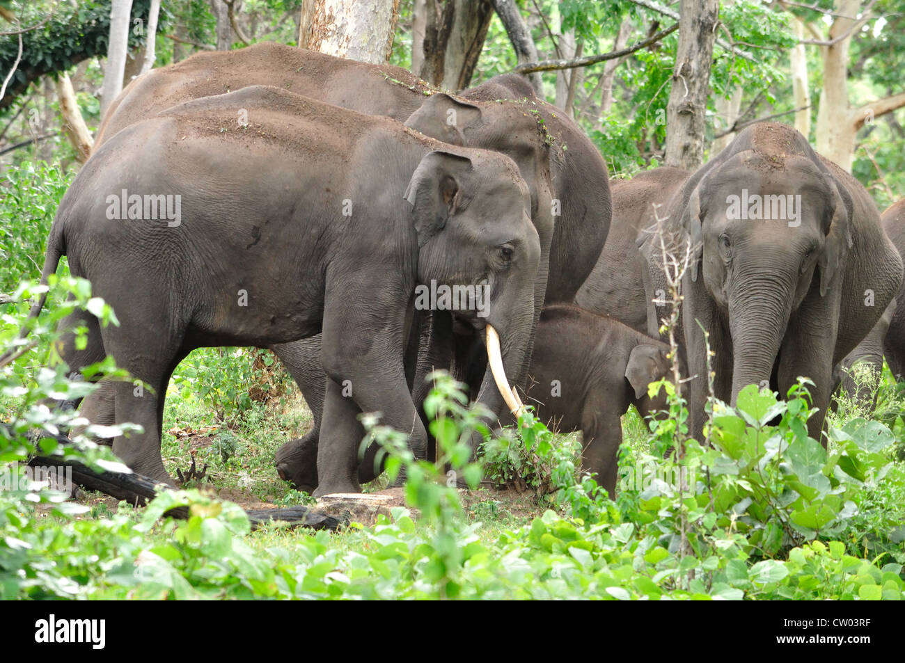 Domed forehead hi-res stock photography and images - Alamy