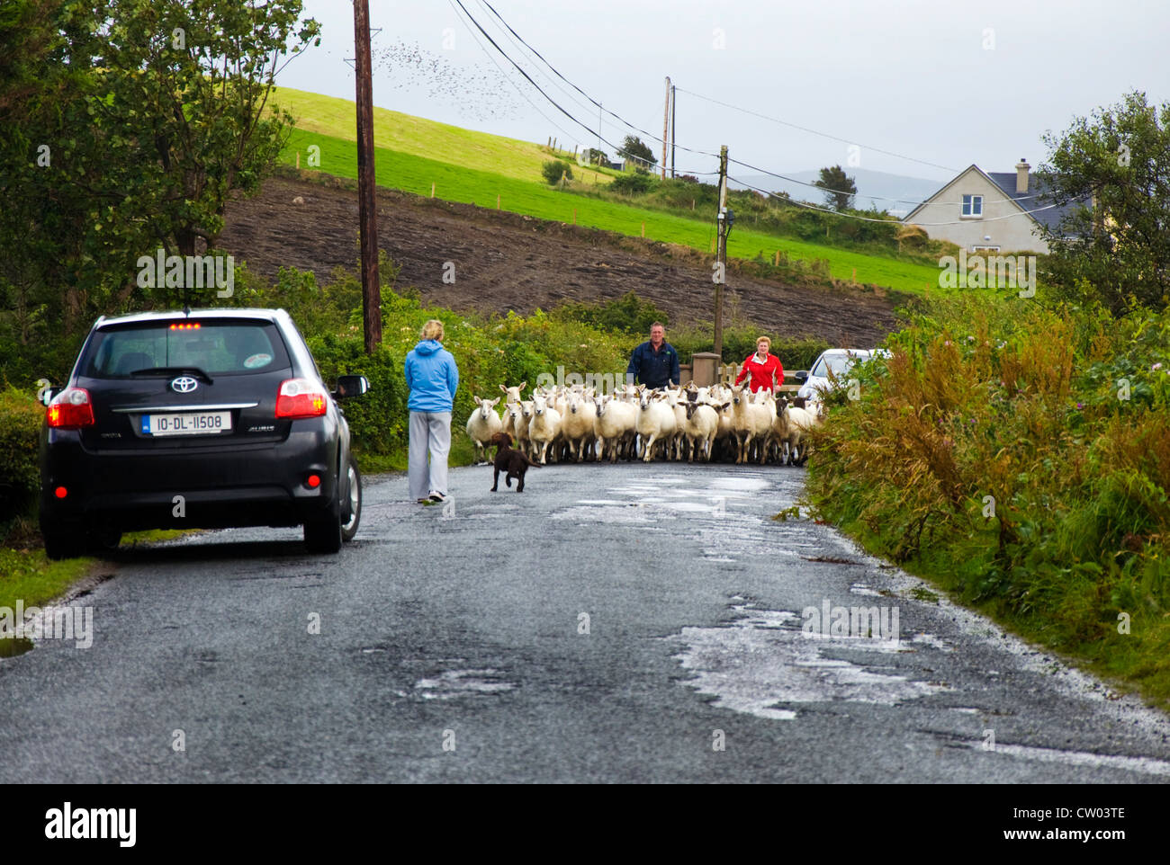 Moving sheep hi-res stock photography and images - Alamy