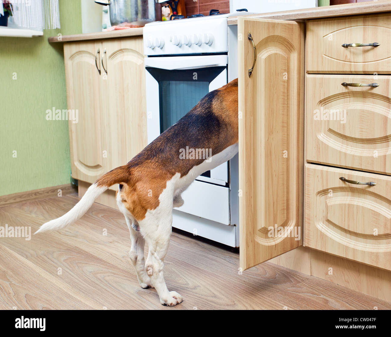 The dog in kitchen searches for something tasty Stock Photo - Alamy