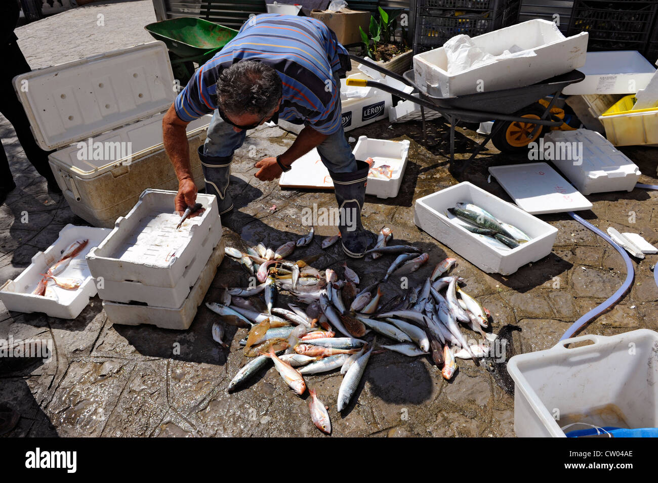 Fisherman sorts and sells fish Positano Italy Mediterranean Sea Europe ...