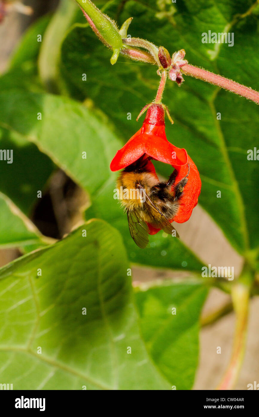 Bumble bees pollinating runner beans Stock Photo - Alamy