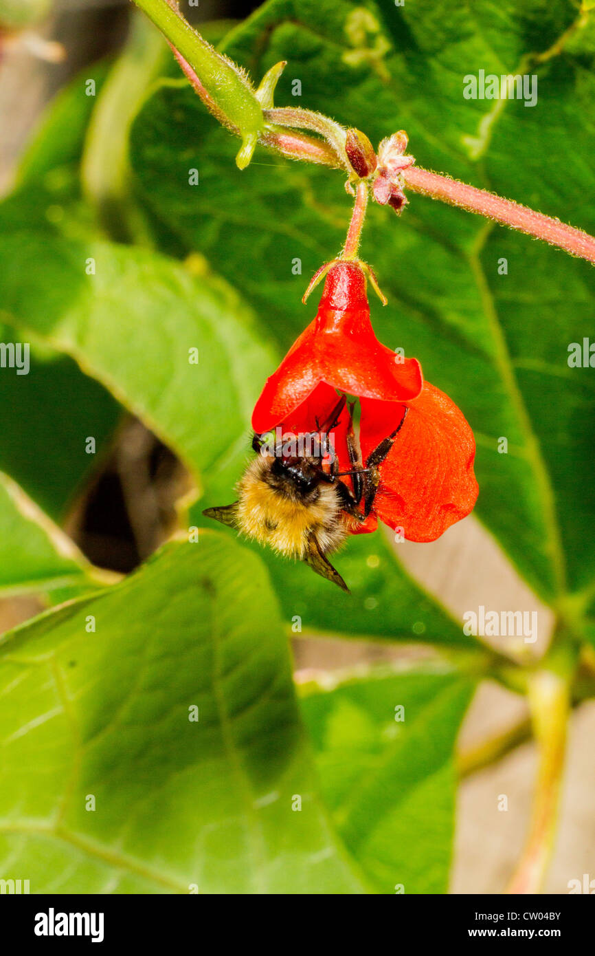 Bumble bees pollinating runner beans Stock Photo - Alamy