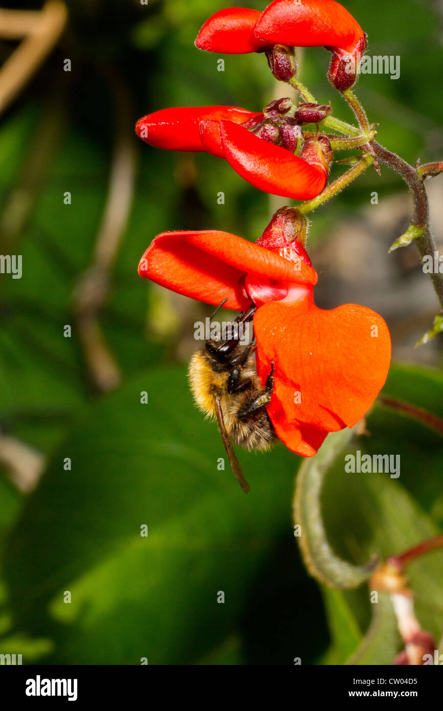 Food for pollinating insects hi-res stock photography and images - Alamy