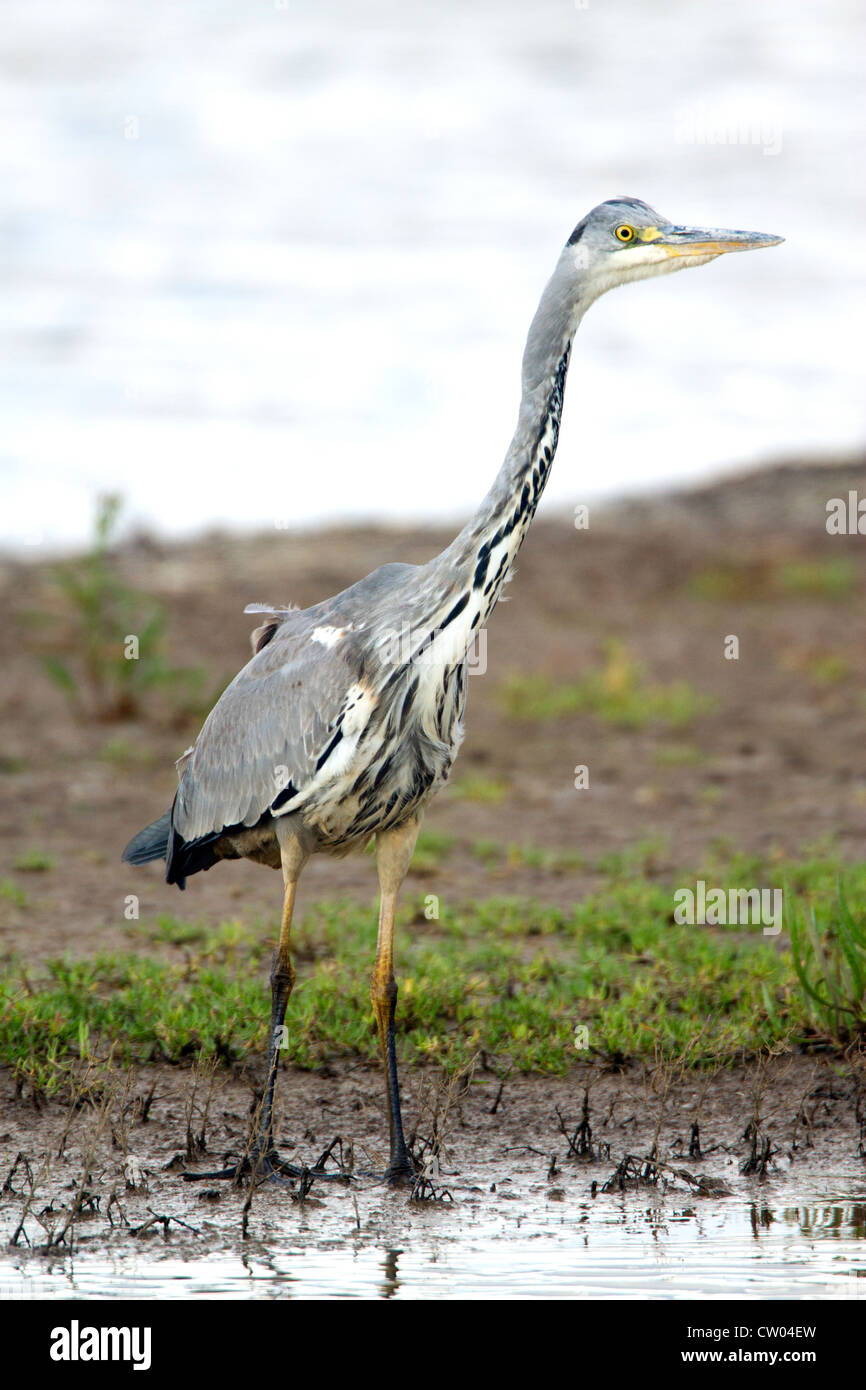 Young Grey Heron Ardea Cinerea Comes Down To Coastal Pool Where young-grey-heron-ardea-cinerea-comes-down-to-coastal-pool-where