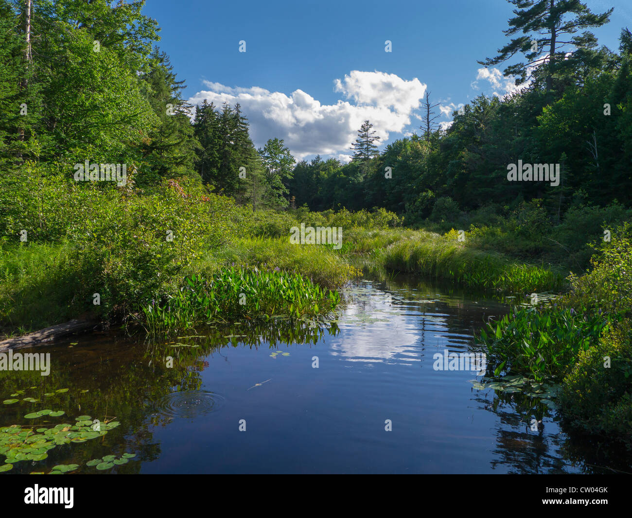 Small creek between Upper Pond and Browns Tract Pond in the Adirondack ...