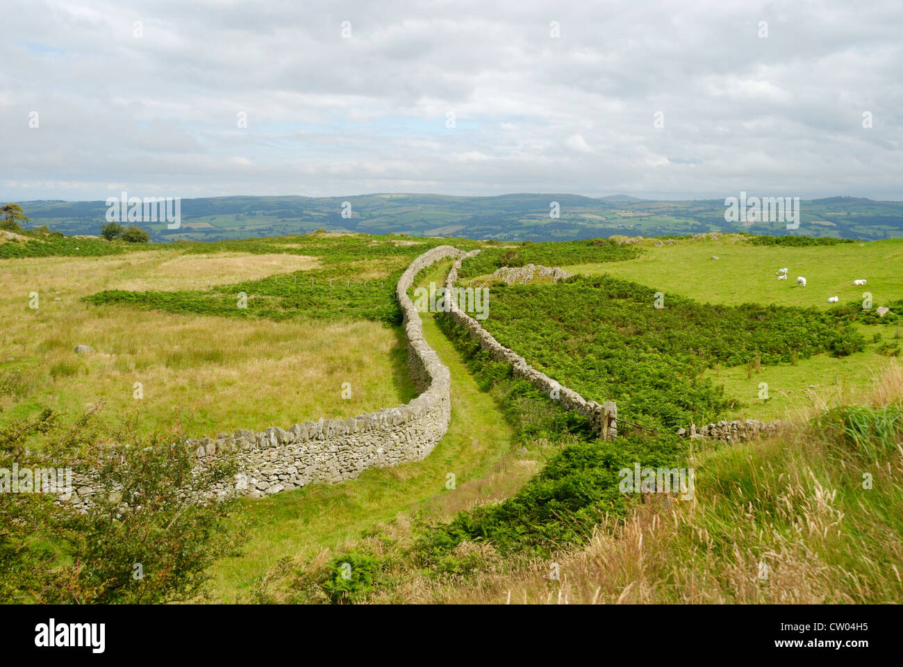 Drovers hi-res stock photography and images - Alamy