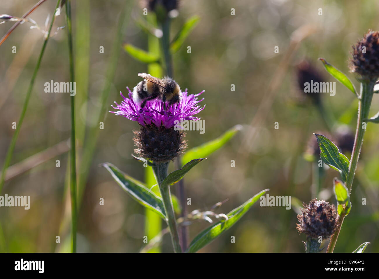 Scottish insects hi-res stock photography and images - Alamy