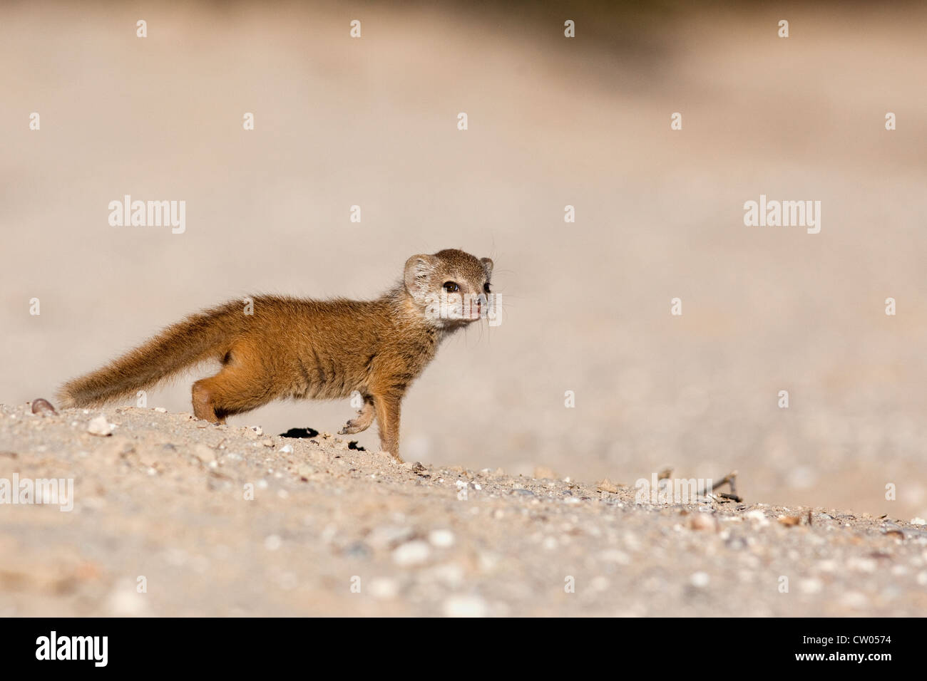 Yellow mongoose baby, Cynictis penicillata, Kgalagadi Transfrontier ...
