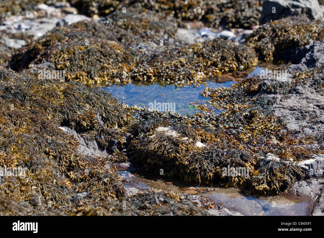 Seaweed growing in rock pools Ferryden Montrose Scotland UK Stock Photo - Alamy