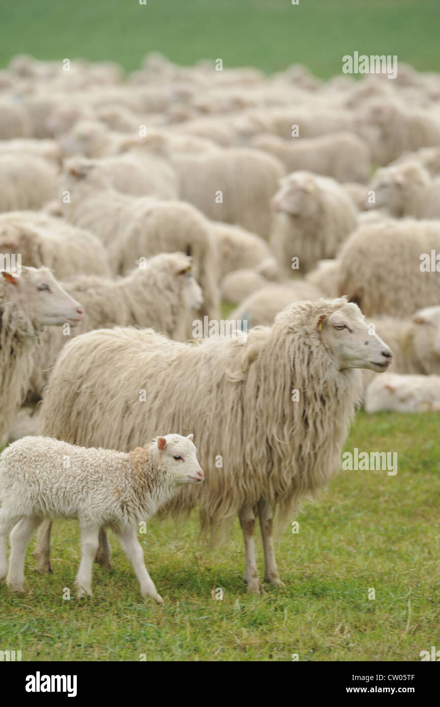 Sheep grazing in grassy field Stock Photo - Alamy