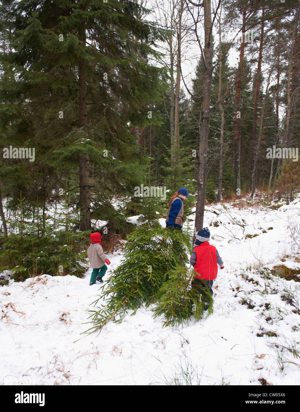 Dragging christmas tree hi-res stock photography and images - Alamy Dragging christmas tree hi-res stock photography and images - Alamy
