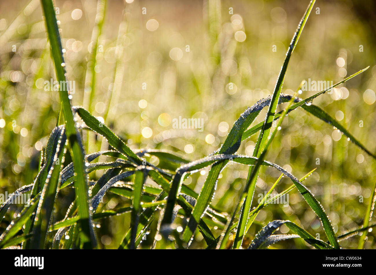 summer morning dewy grass background Stock Photo - Alamy