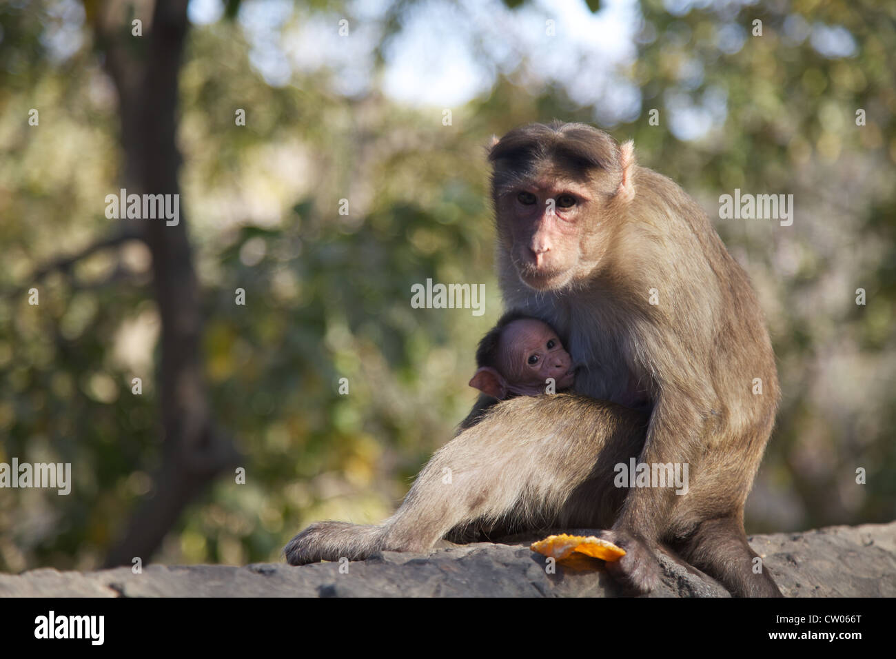 Monkey baby and mother Stock Photo - Alamy