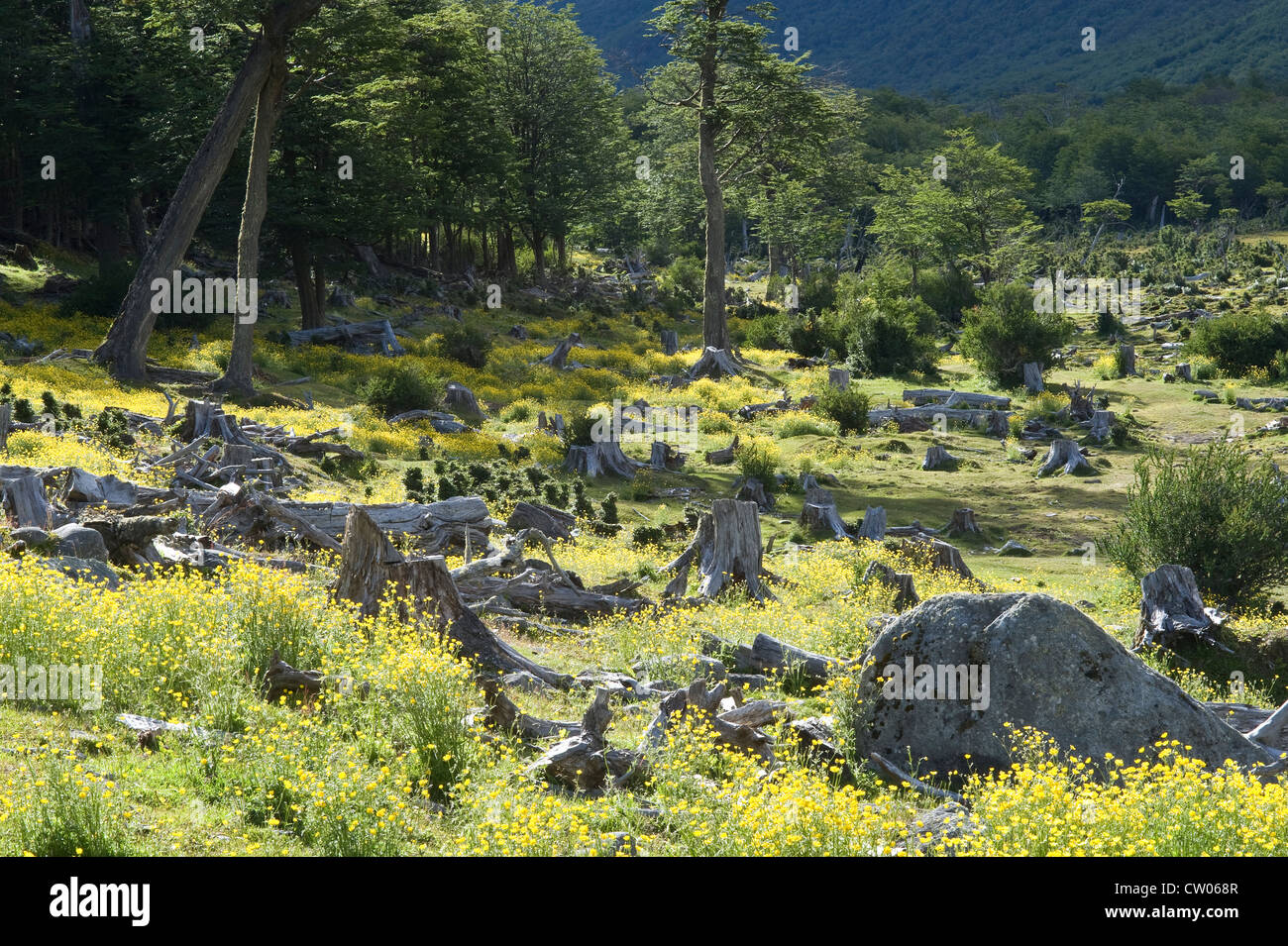 Patagonian nothofagus beech forest hi-res stock photography and images ...