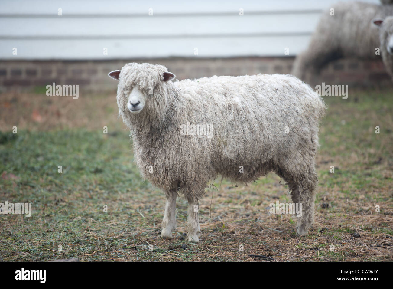 Williamsburg virginia farm sheep hi-res stock photography and images ...