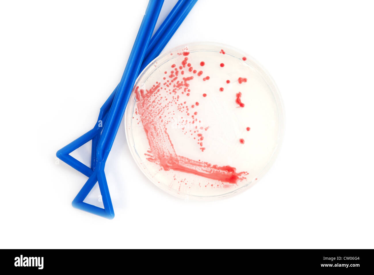 laboratory microorganisms on agar plate over white Stock Photo - Alamy