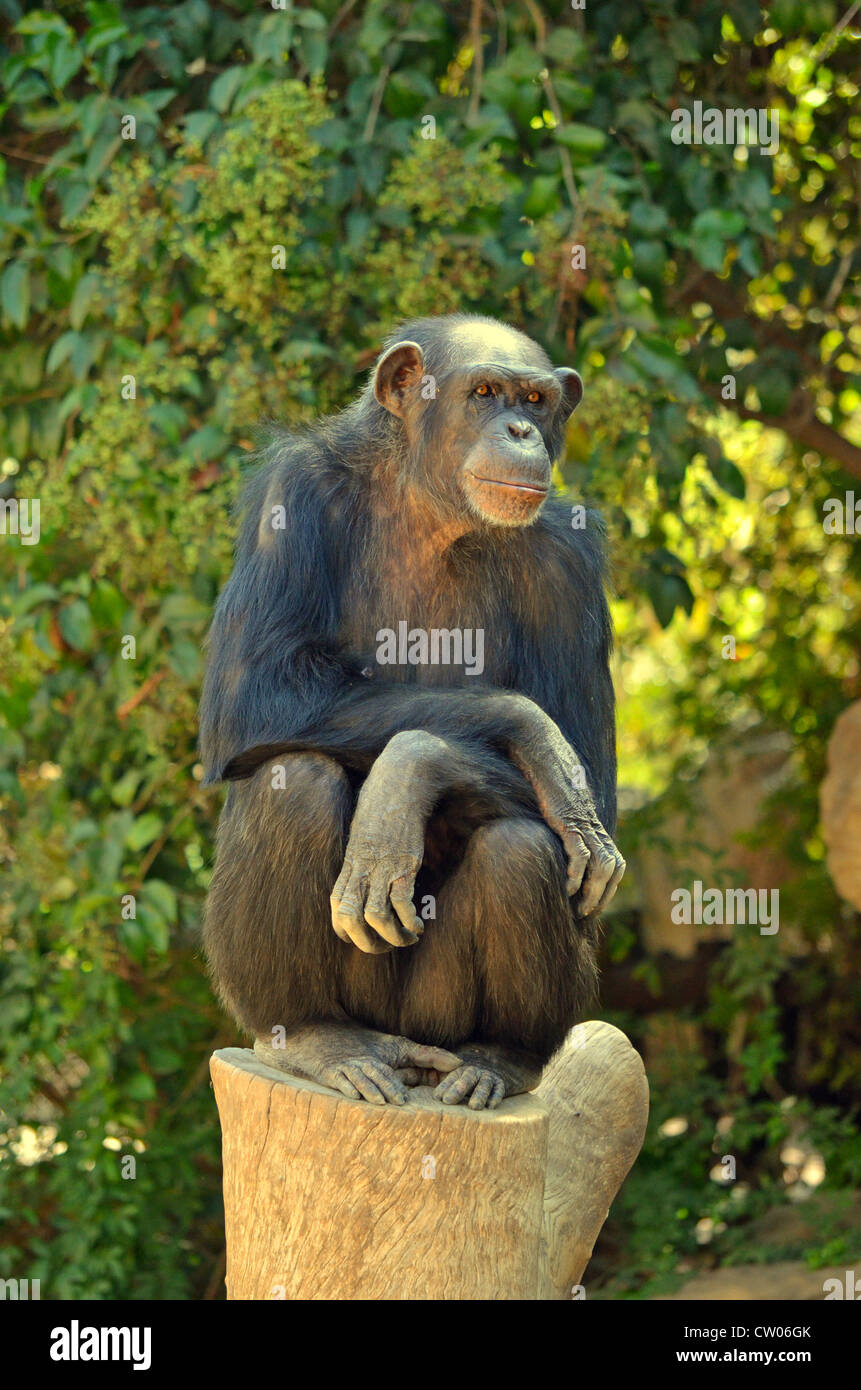 Chimpanzee crossed arms Stock Photo - Alamy