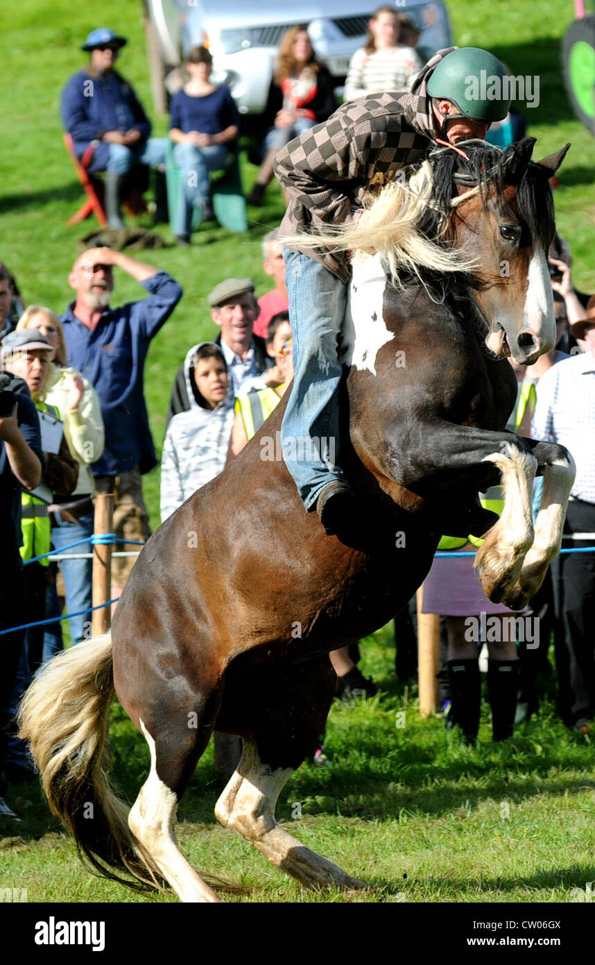Rodeo horses hi-res stock photography and images - Alamy