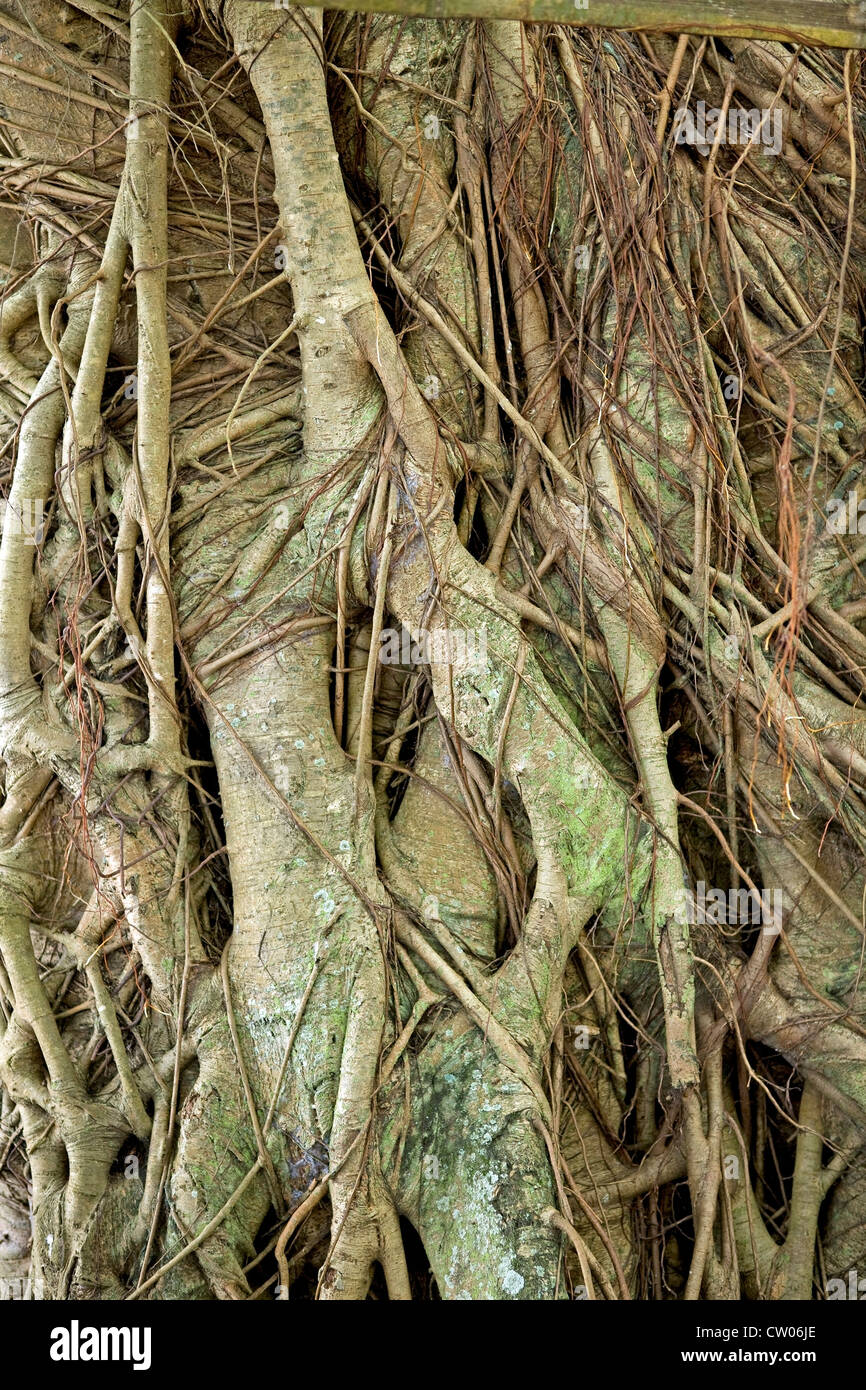 Aerial Roots Fig Tree Stock Photos & Aerial Roots Fig Tree Stock Images ...