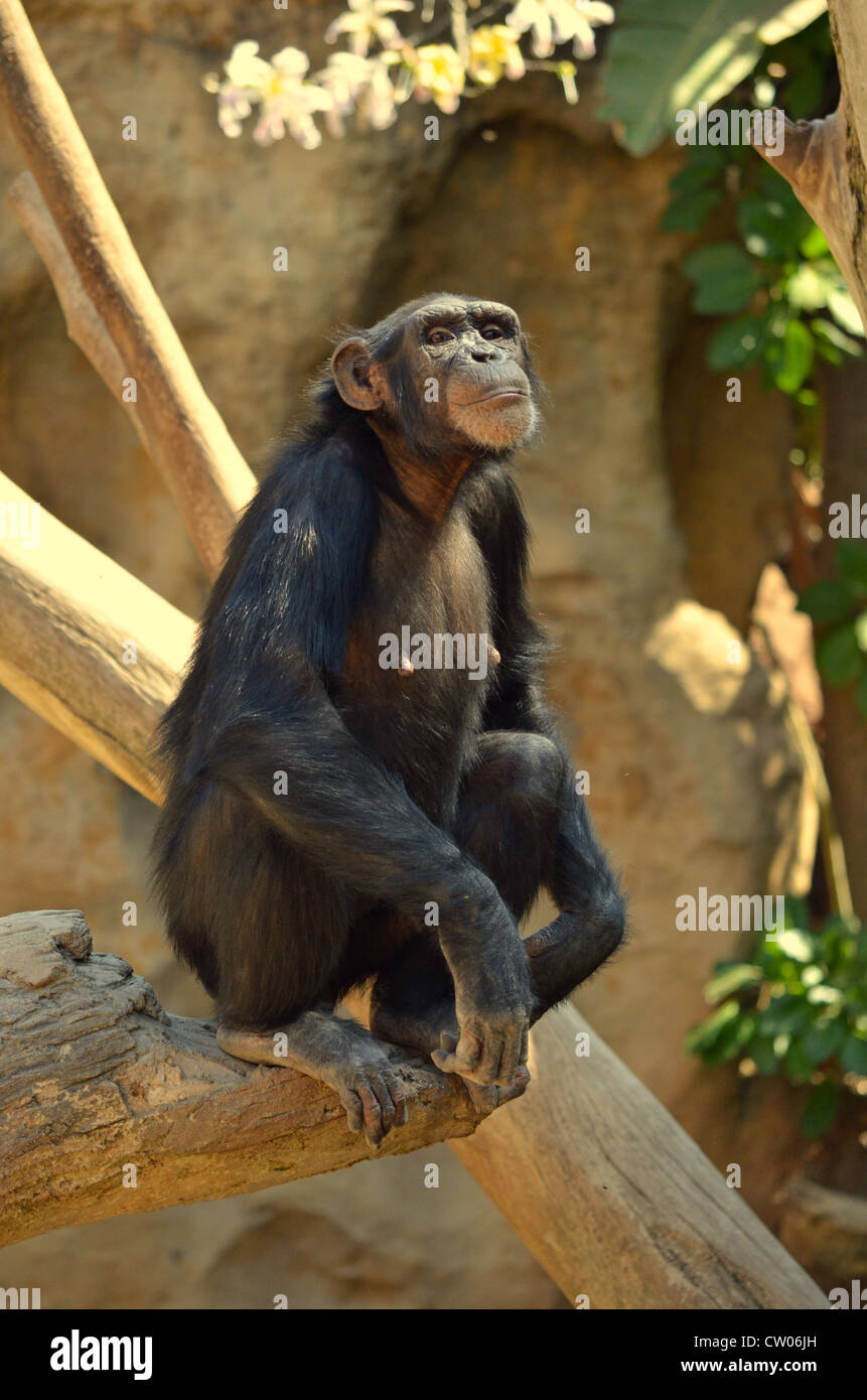 Chimpanzee looking out Stock Photo - Alamy