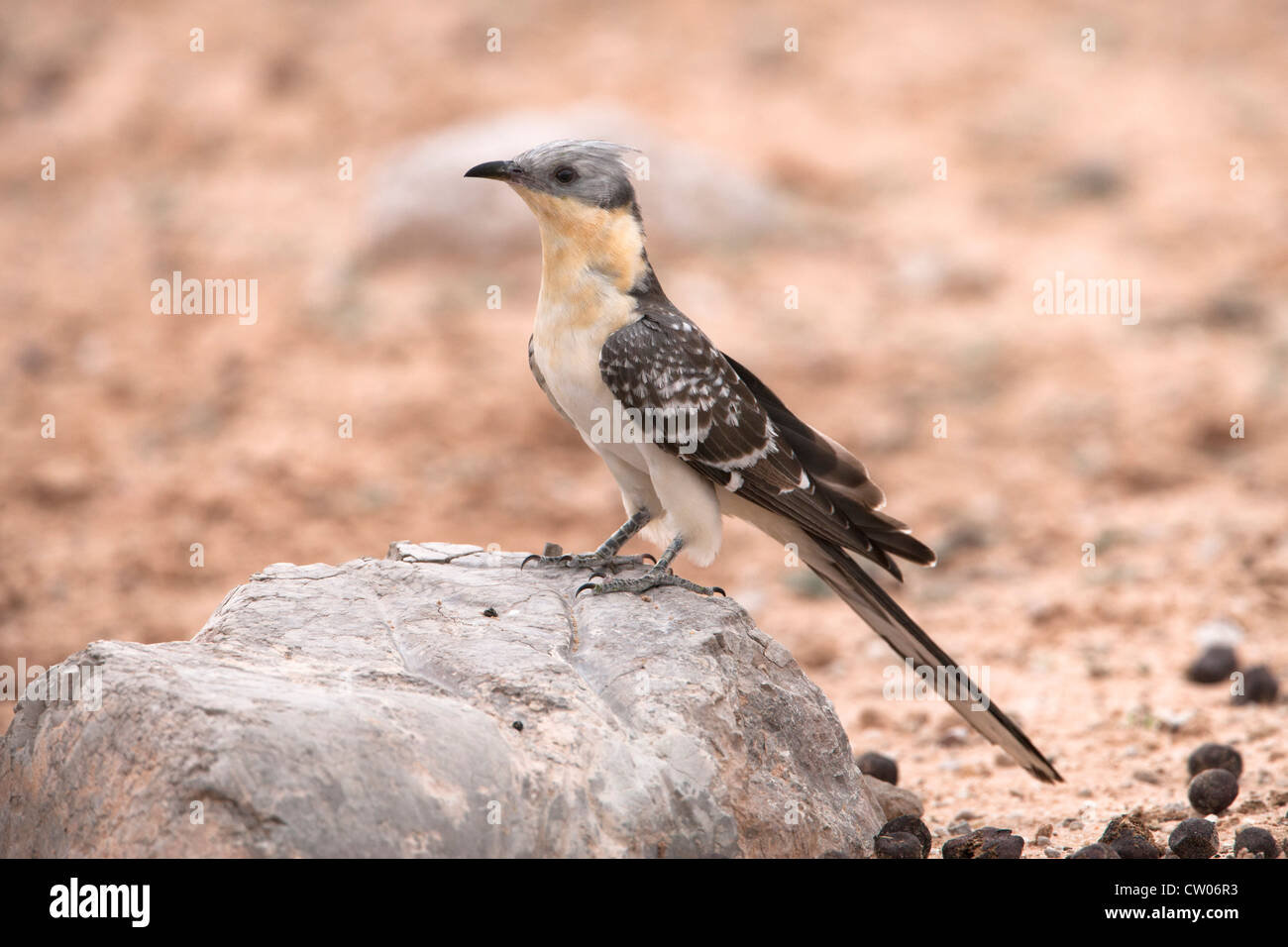 Great spotted cuckoo, Clamator glandarius, Kgalagadi Transfrontier Park ...