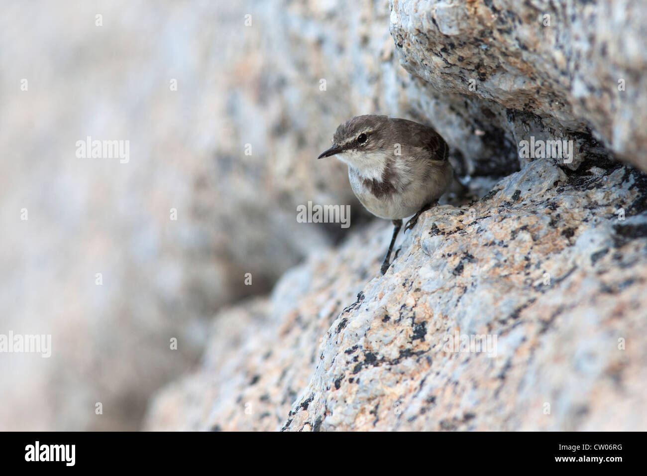 Cape wagtail, Motacilla capensis, sheltering on rocks, Boulders Beach ...