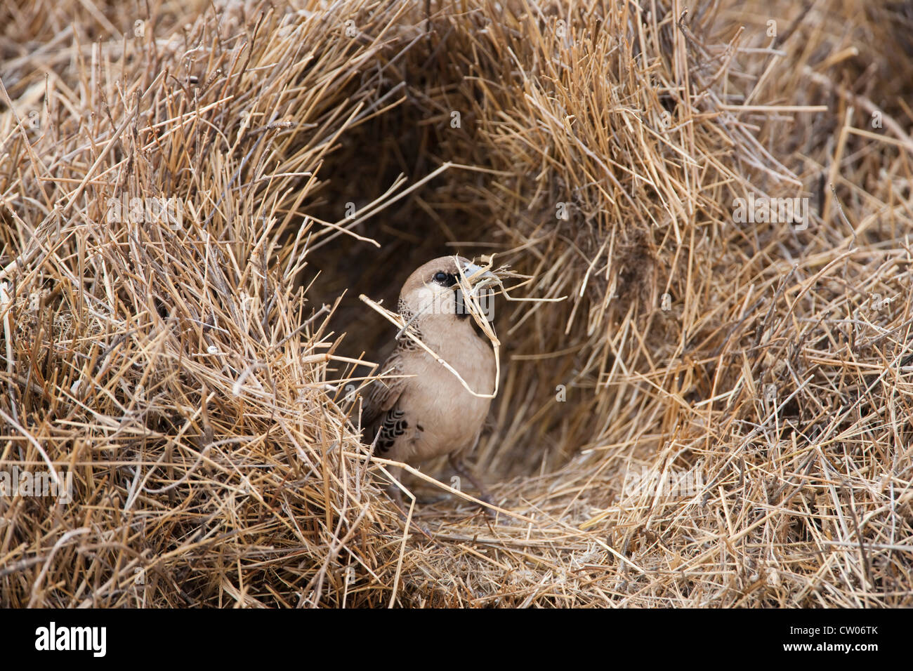 Sociable weaver, Philetairus socius, repairing nest, Kgalagadi ...