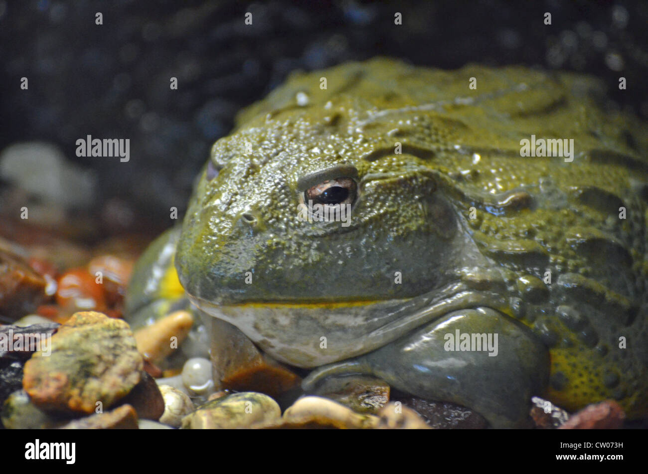 Horned Toad High Resolution Stock Photography and Images - Alamy
