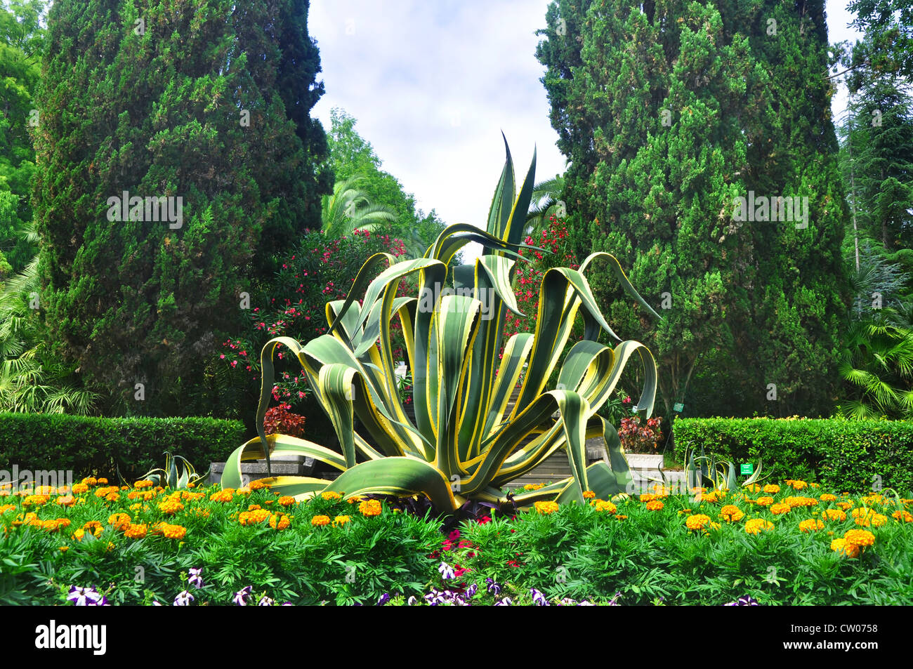 Agave and marigolds in Sochi Arboretum Stock Photo - Alamy