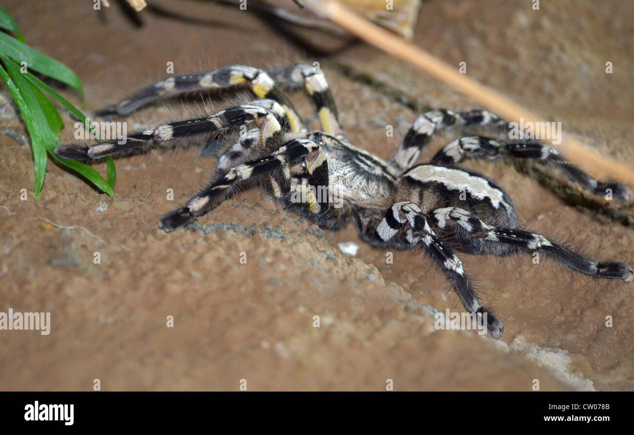 Indian Ornamental Tarantula Stock Photo - Alamy