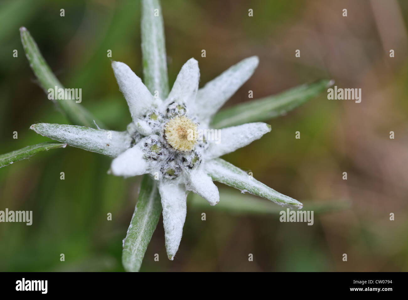 Edelweiss mountain hi-res stock photography and images - Alamy