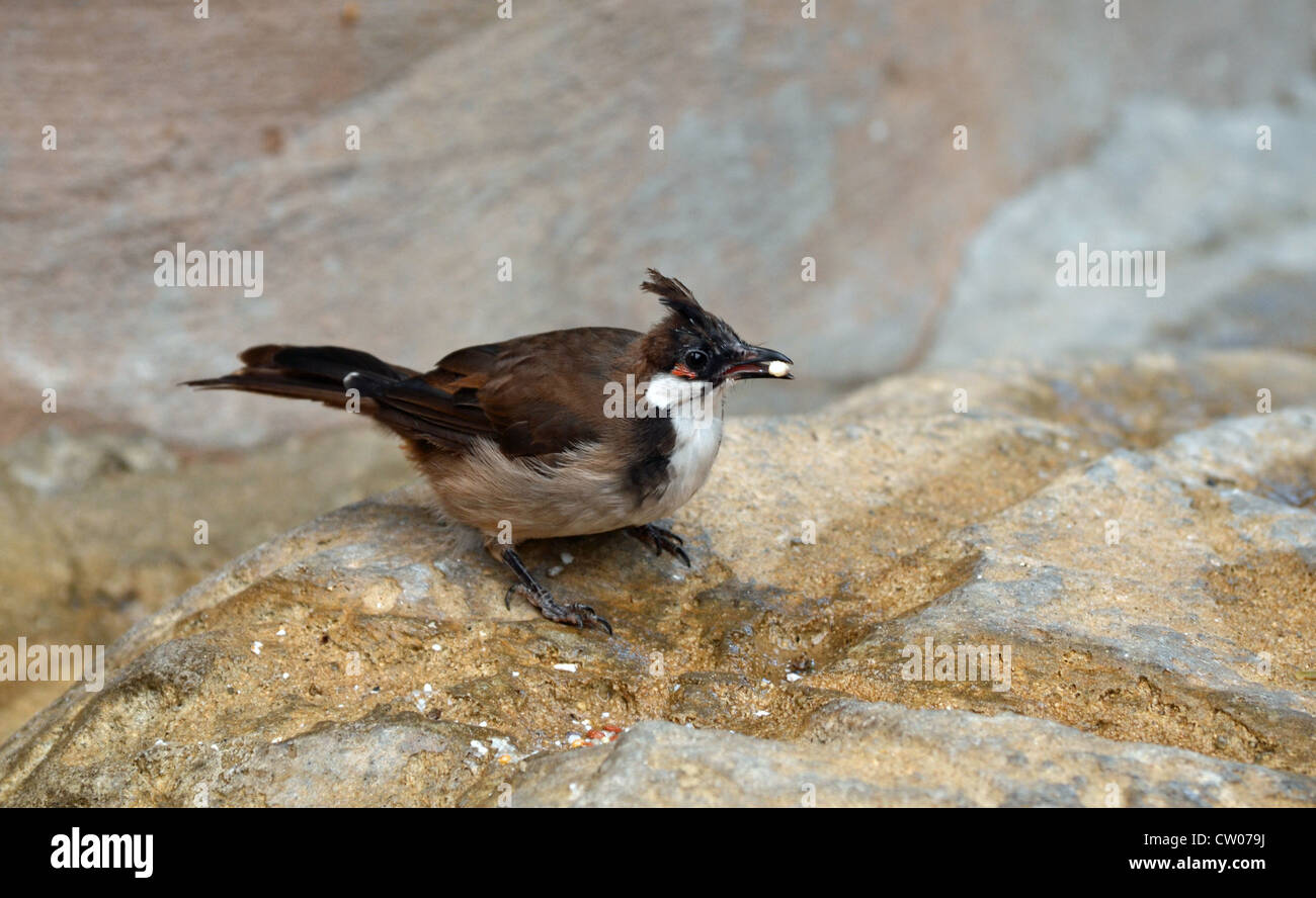 Tufted bird with stone Stock Photo - Alamy