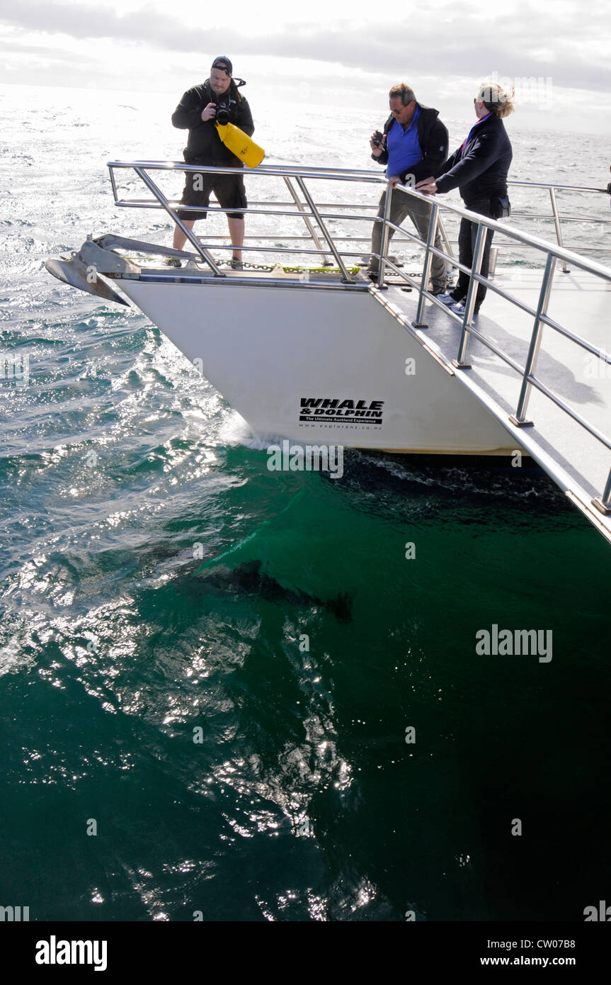Tourists on the deck of a 'Whale & Dolphin' vessel, watching Common ...