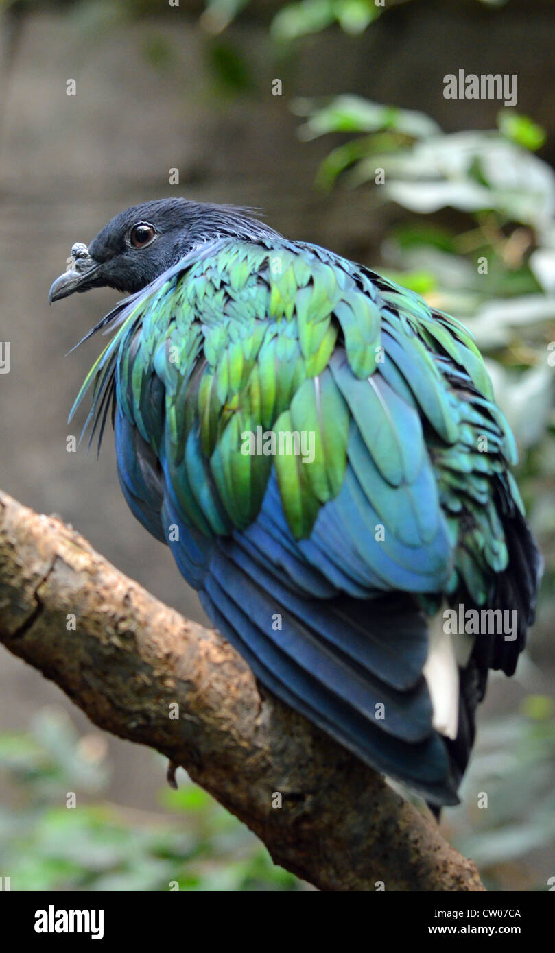 Spanish pigeon hi-res stock photography and images - Alamy