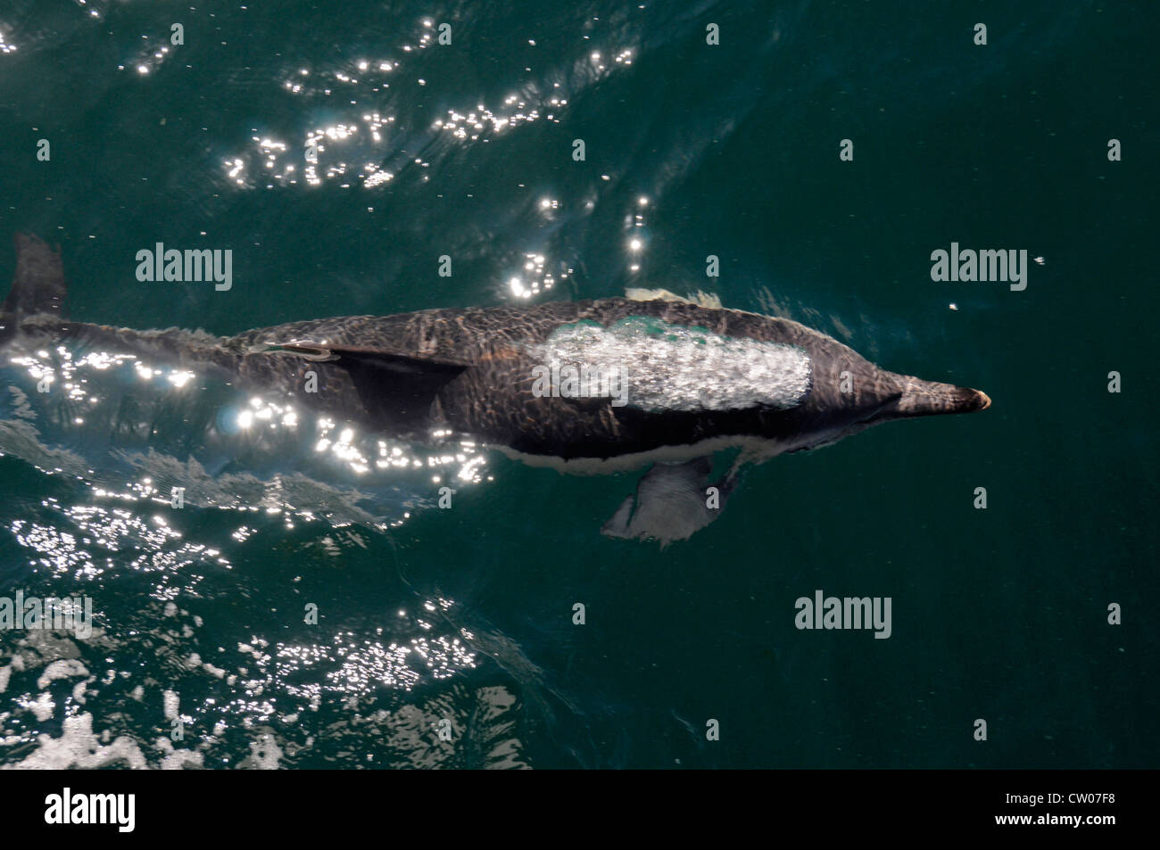 Dolphin in the air hi-res stock photography and images - Alamy