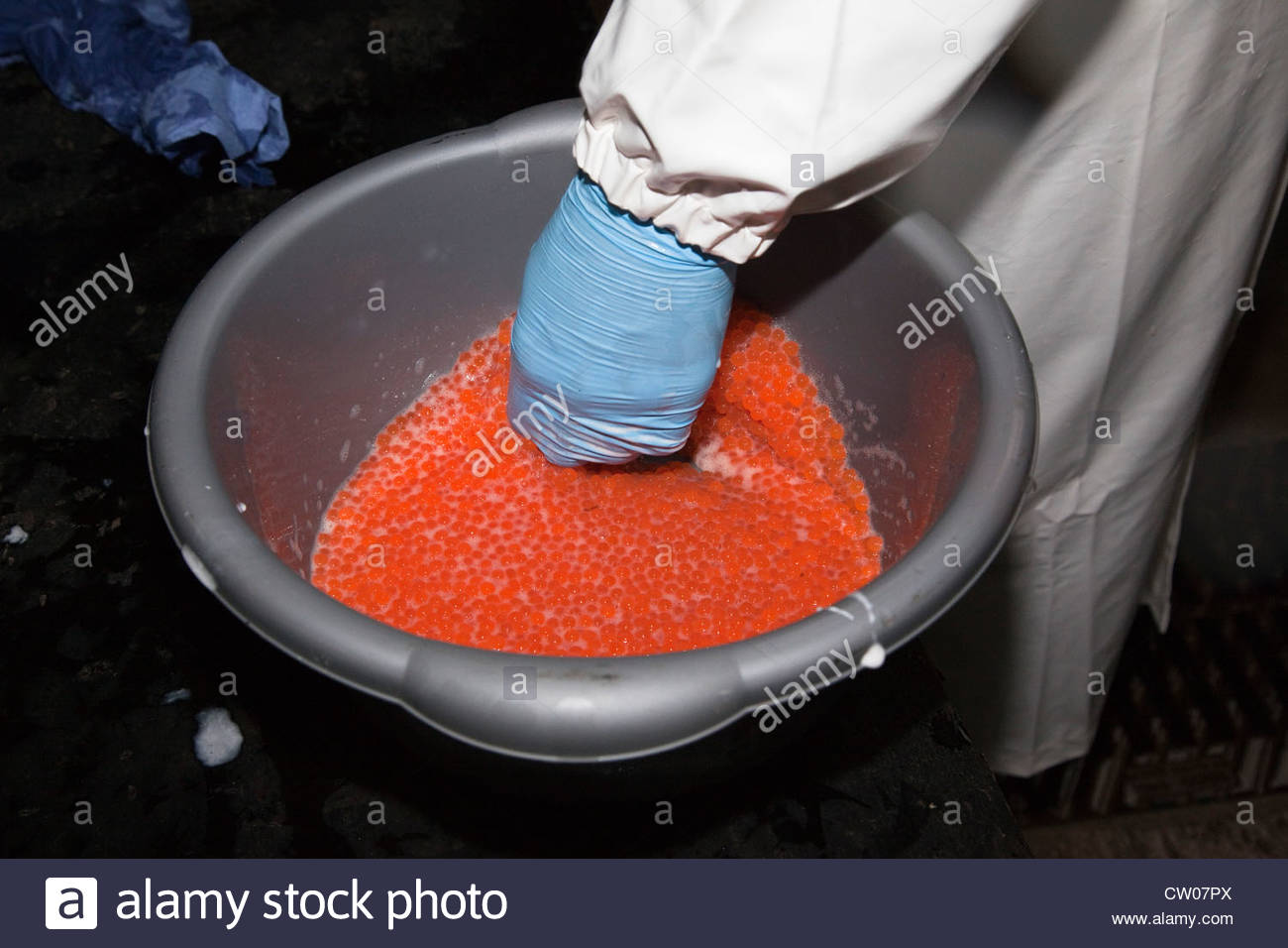 Salmon Hatchery High Resolution Stock Photography and Images - Alamy