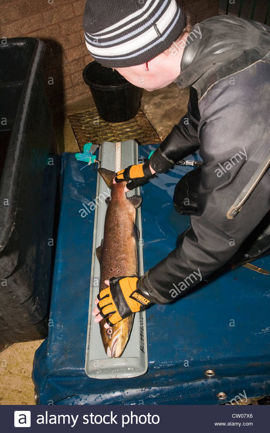 Measuring Salmon High Resolution Stock Photography and Images - Alamy