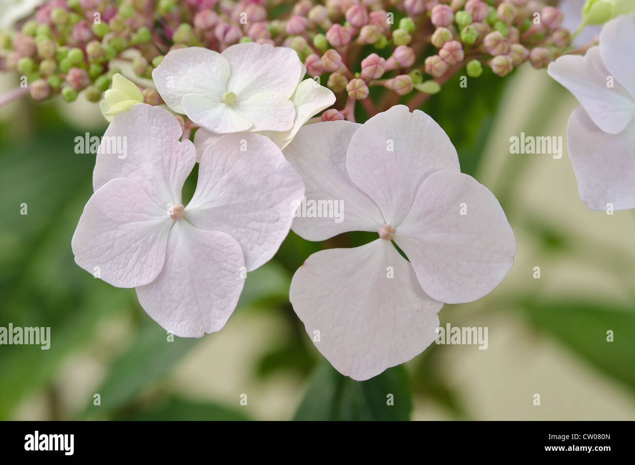 Early stages of Japanese Hydrangea plant flowering close up Stock Photo ...