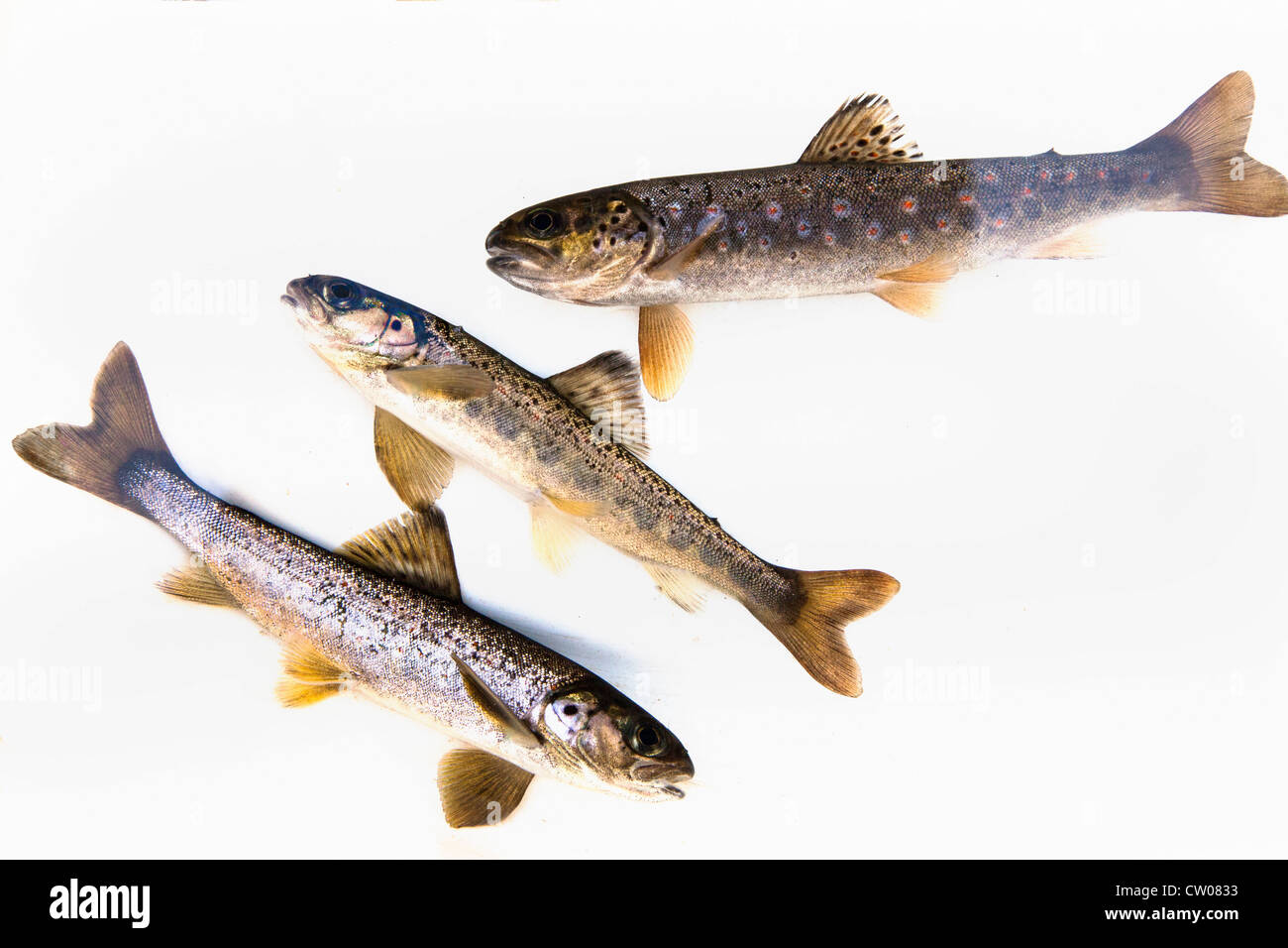 Salmon Smolt High Resolution Stock Photography and Images - Alamy