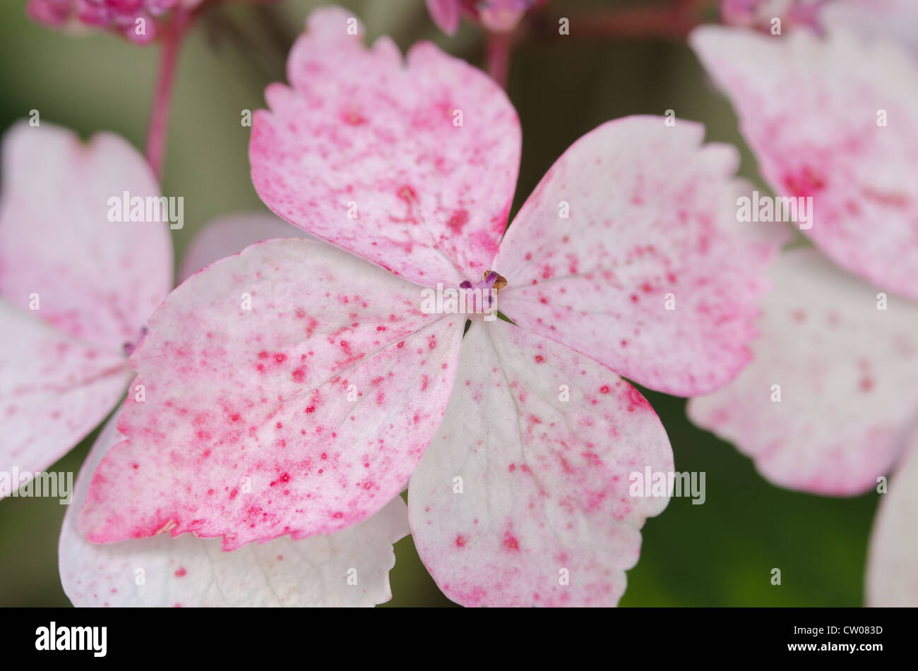 Early stages of Japanese Hydrangea plant flowering close up Stock Photo ...