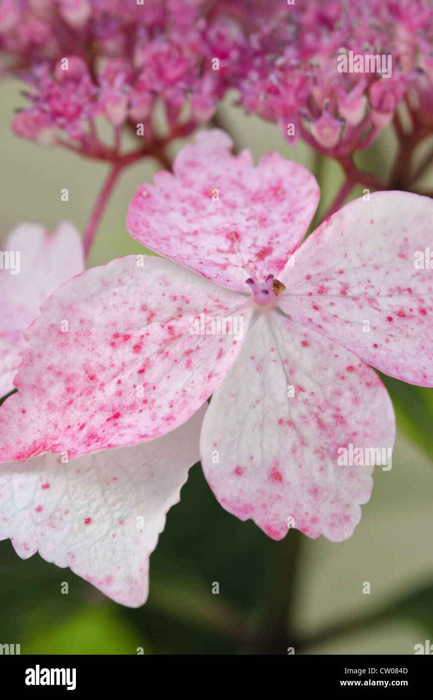 Early stages of Japanese Hydrangea plant flowering close up Stock Photo ...