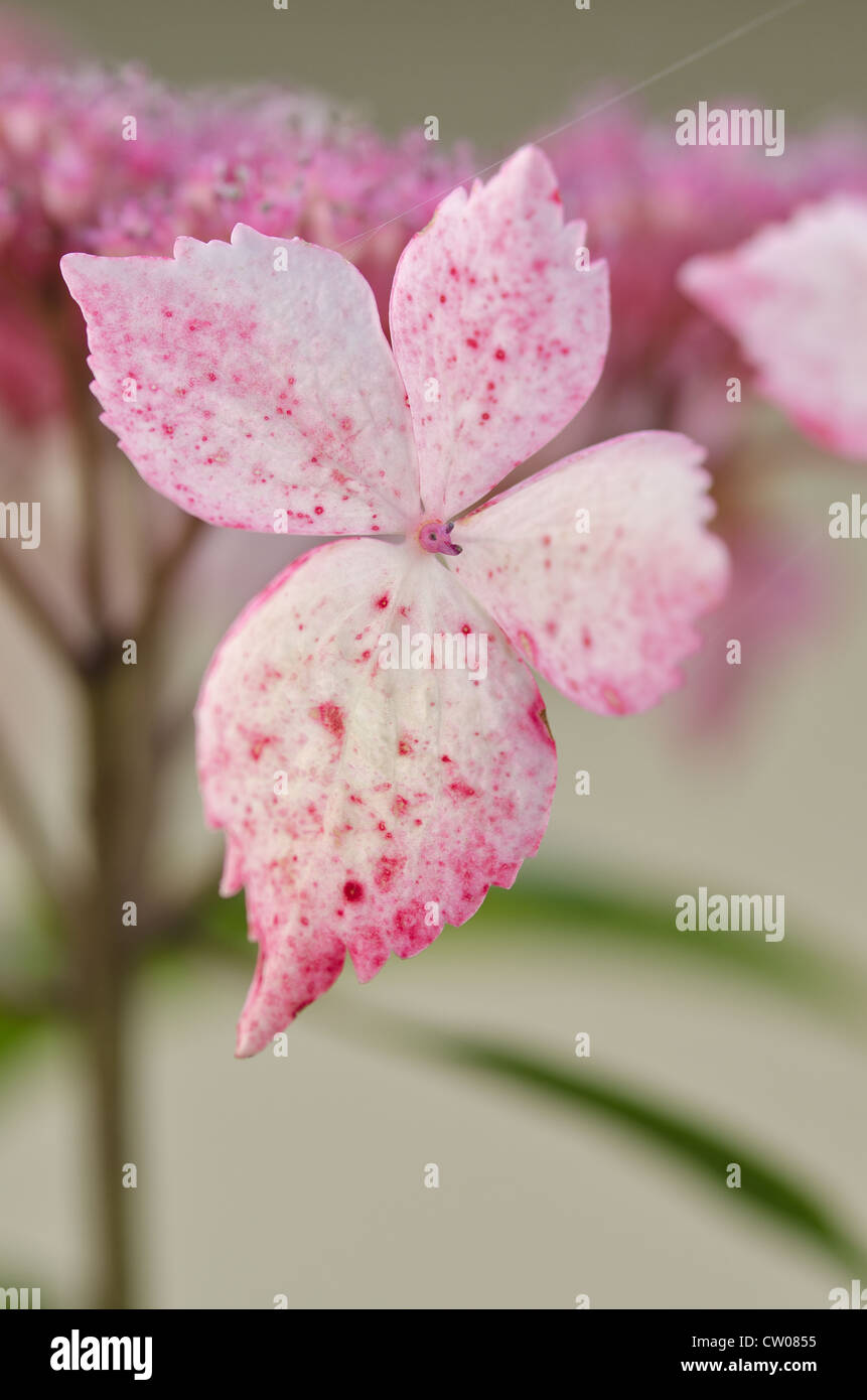 Early stages of Japanese Hydrangea plant flowering close up Stock Photo ...