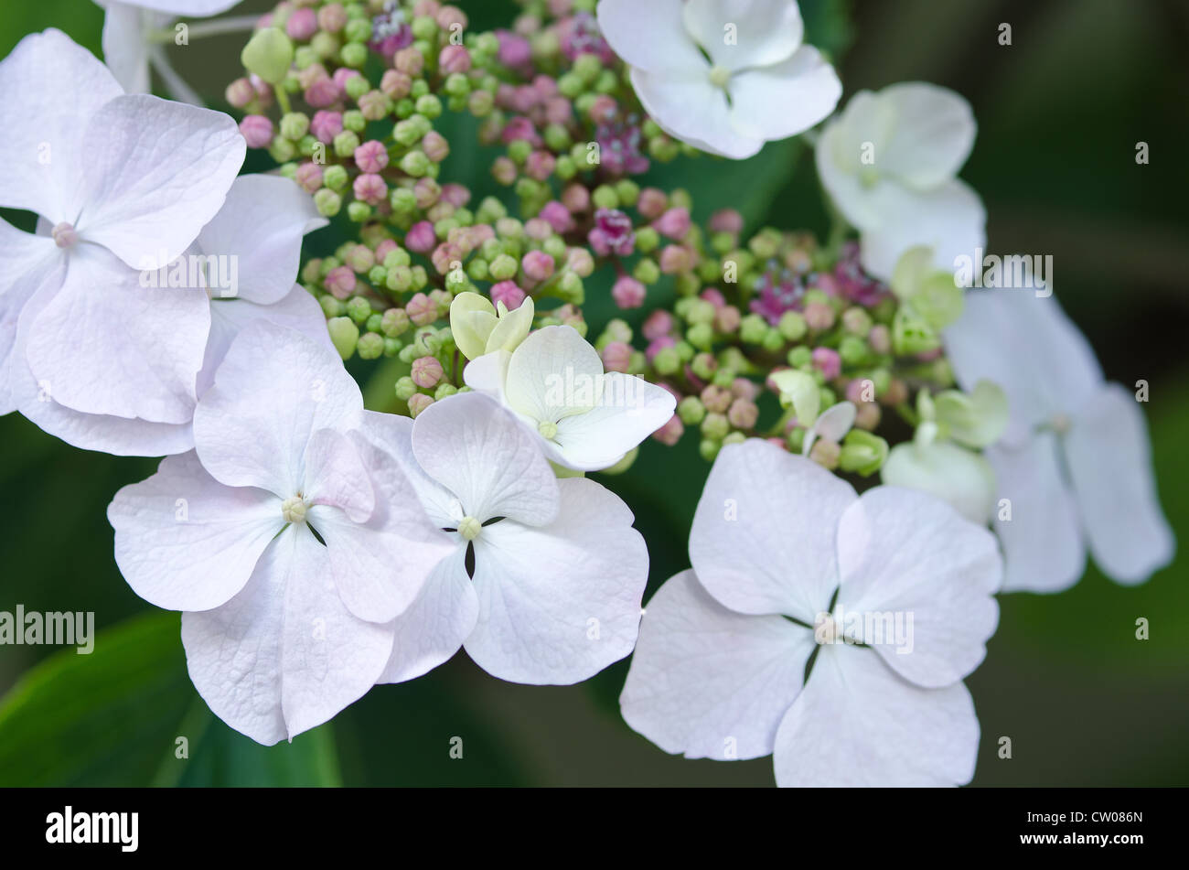 Close Up Hydrangea Macrophylla Serrata High Resolution Stock ...