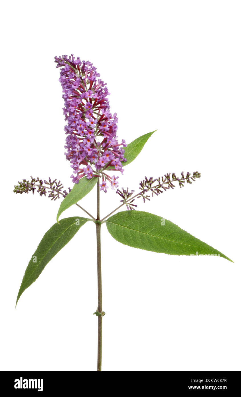 Buddleia Cut Out Stock Images & Pictures - Alamy