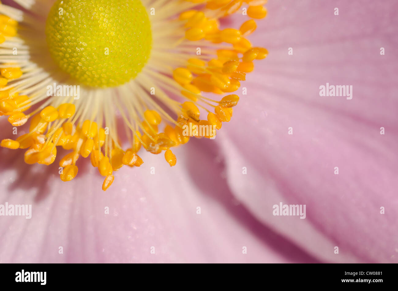 Ring of stamens hi-res stock photography and images - Alamy