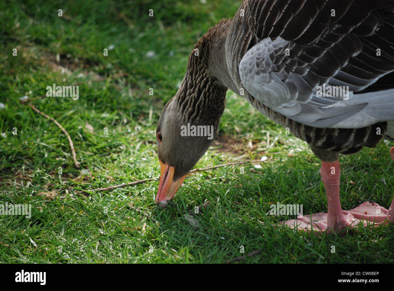 This is a close up of a duck picking around the grass Stock Photo - Alamy